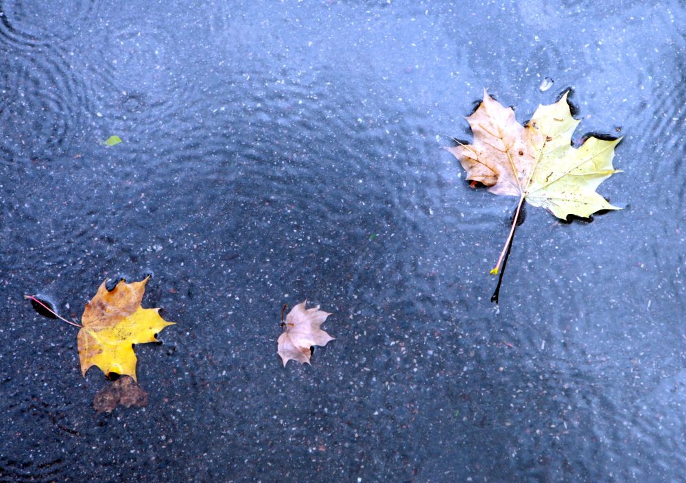 Brīvdienās gaidāms stiprs vējš, lietus, slapjš sniegs un migla - LAT ...
