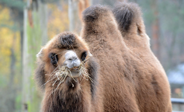 Почему озверел верблюд: зоопарк — о гибели своего сотрудника - Press.lv