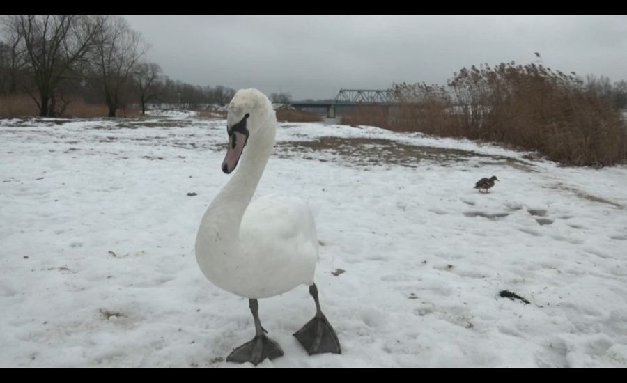В Даугавгриве муниципальная полиция помогла заблудившемуся лебедю ...