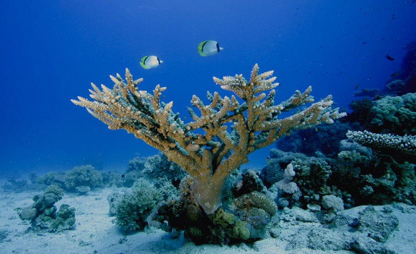 Koraļļu ūdens dzeršana palīdz atbalstīt imūnsistēmu. Kā to pagatavot ...